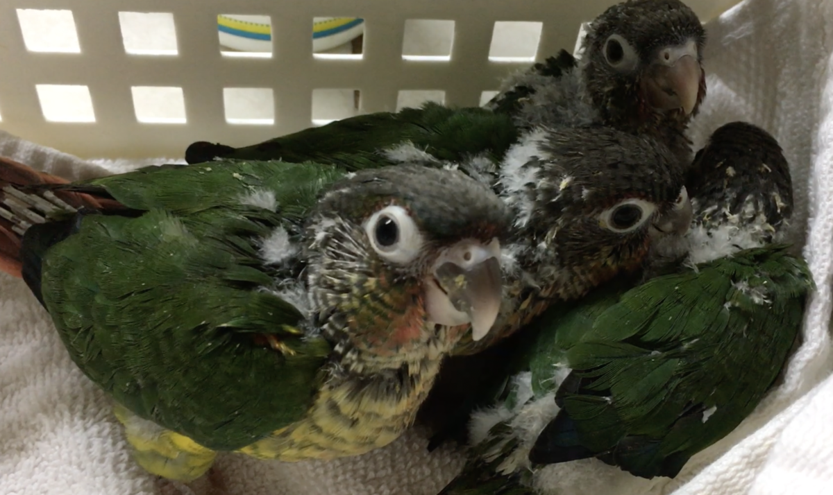 Parrots For Sale - Parrots Naturally